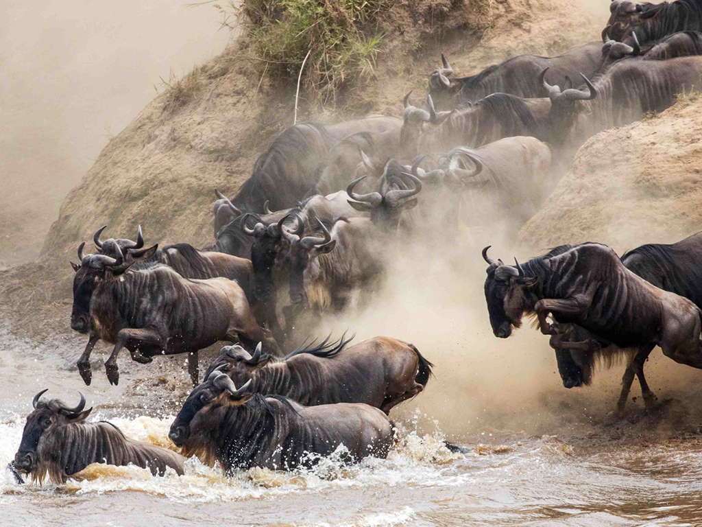 Serengeti Wildebeest Migration 6 Days Experience - Engida-Travel | Tanzania Safari